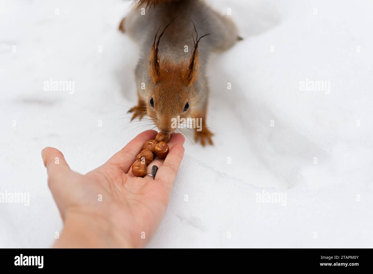 The squirrel eats a walnut from his hands. Winter bait for wild animals ...