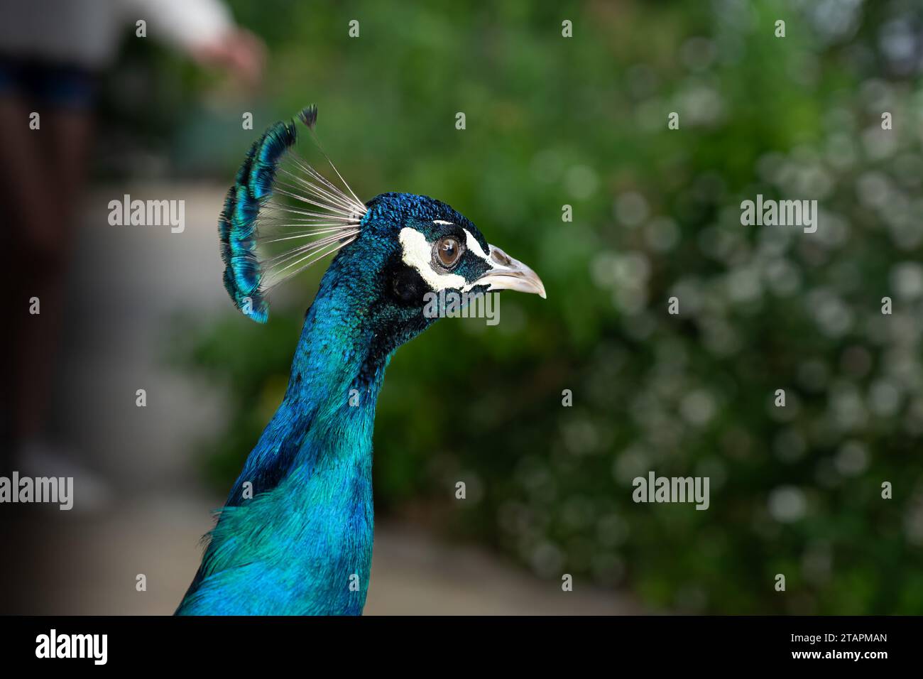 Peacock head and crest in beautiful colour closeup in bottom left of ...