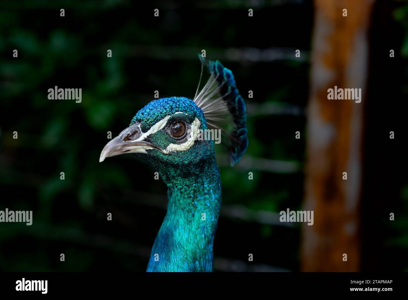 Peacock head and crest in beautiful colour closeup in bottom left of ...