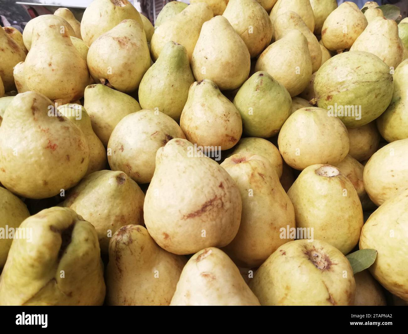 Close-up photo of guavas in a fruit shop. Fruits background. Texture ...