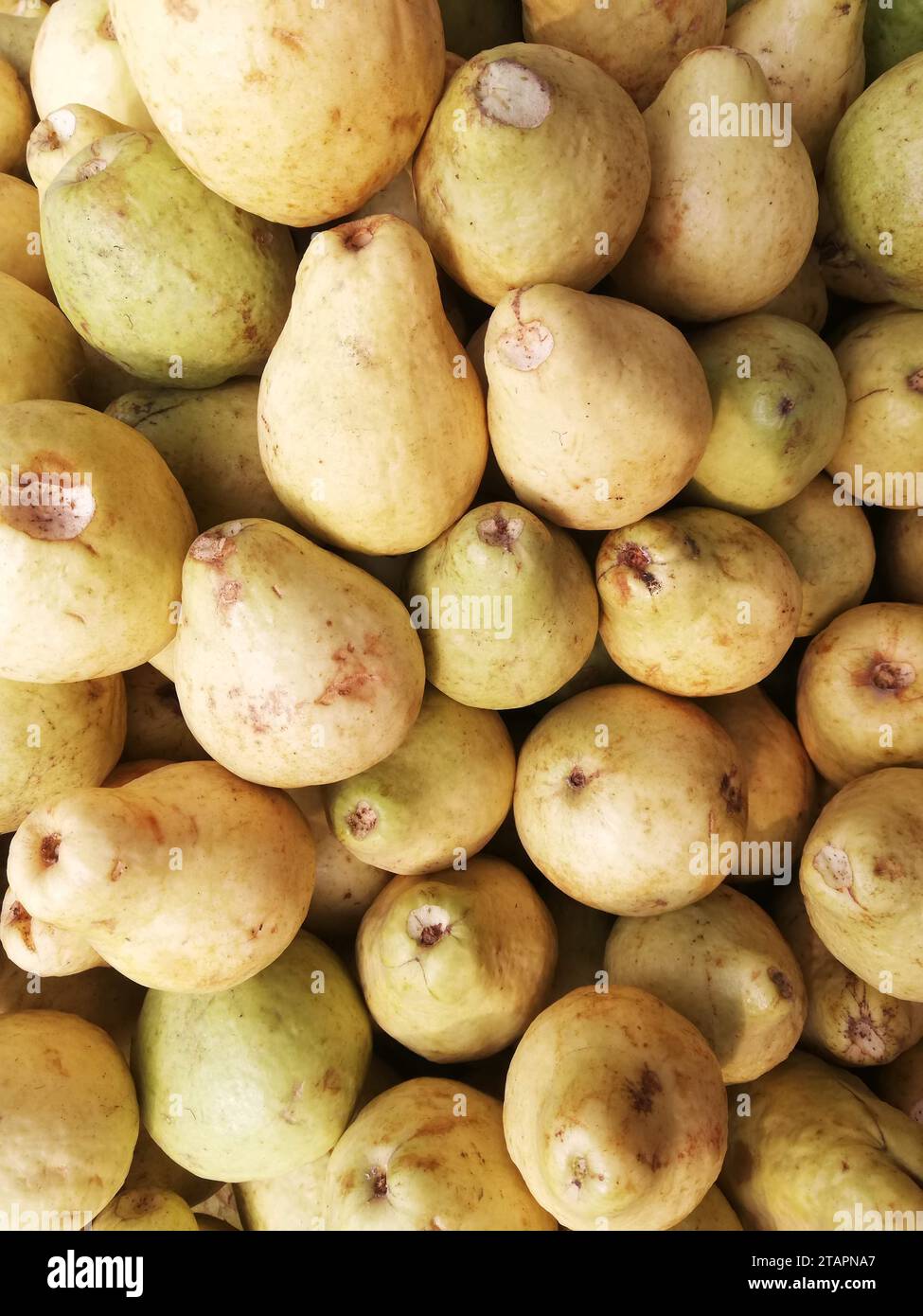 Guava farm photo hi-res stock photography and images - Alamy