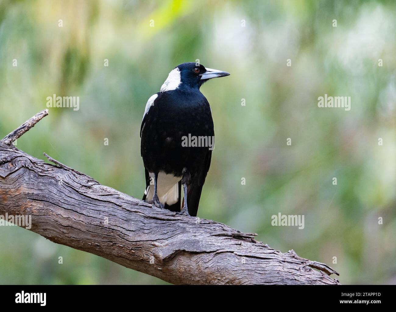 An Australian Magpie (Gymnorhina tibicen) perched on a tree. Victoria ...