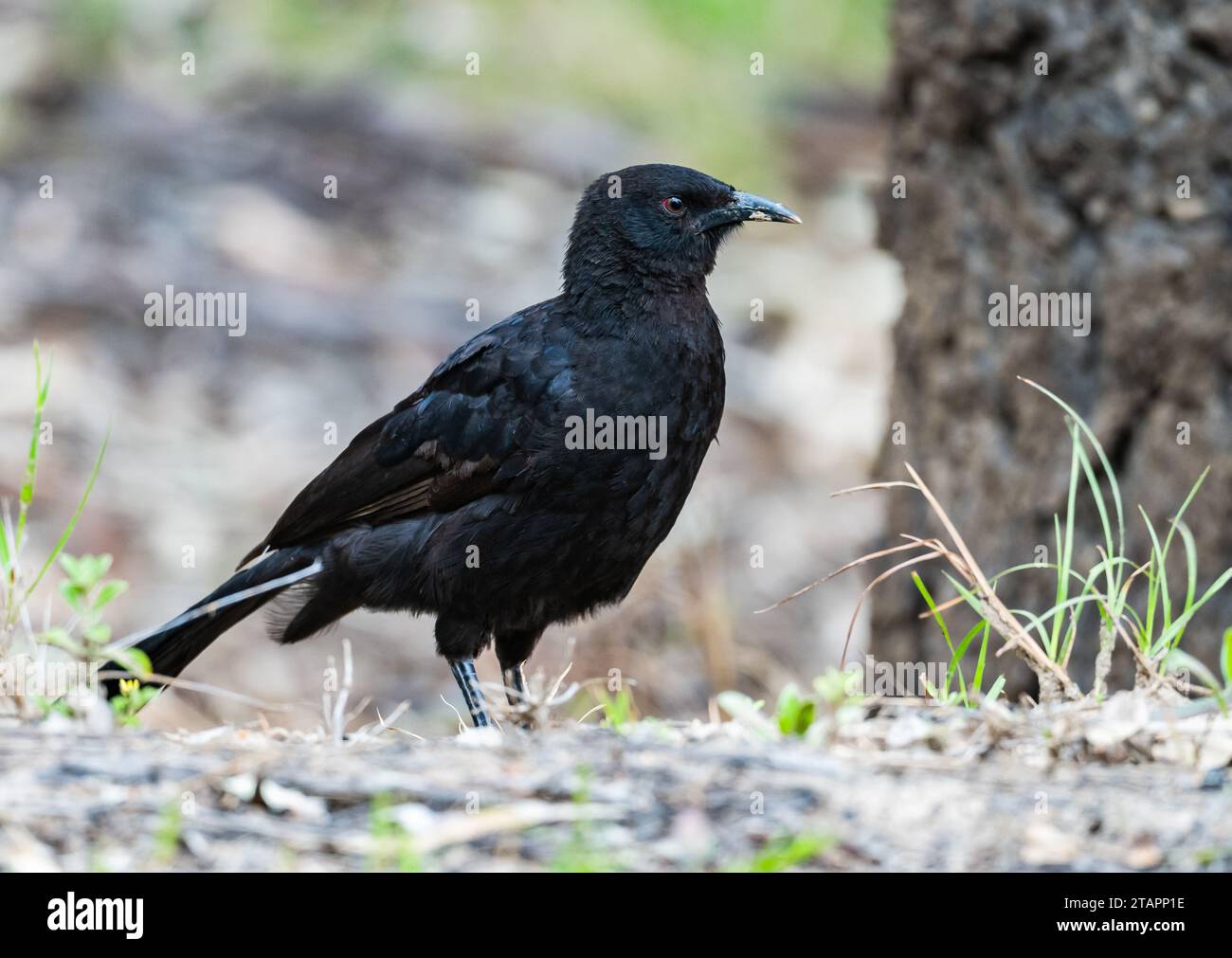 Chough bird hi-res stock photography and images - Alamy