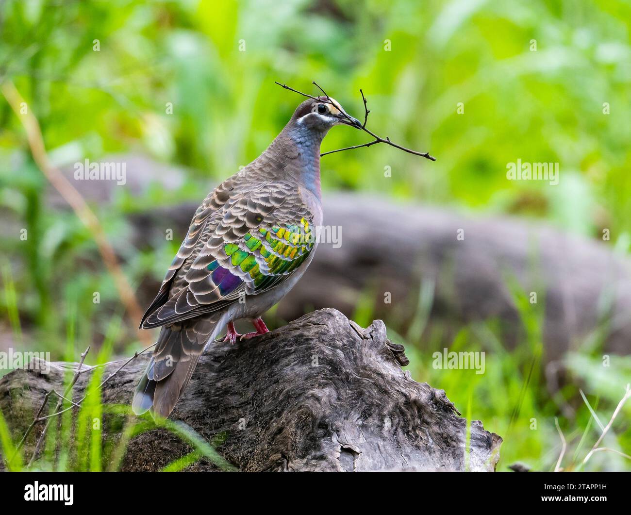 A Common Bronzewing (Phaps chalcoptera) collecting nesting material ...