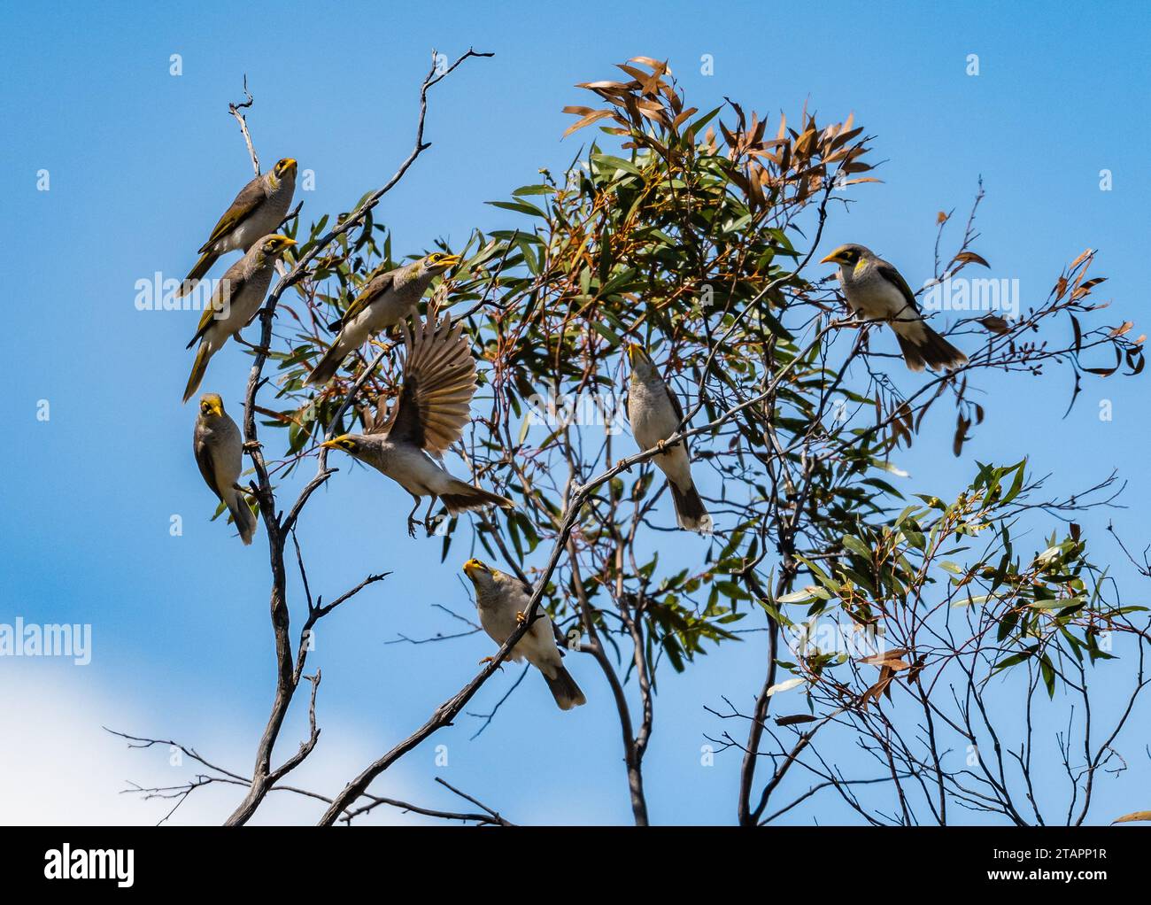 A flock Yellow-throated Miner (Manorina flavigula) perched on a tree ...