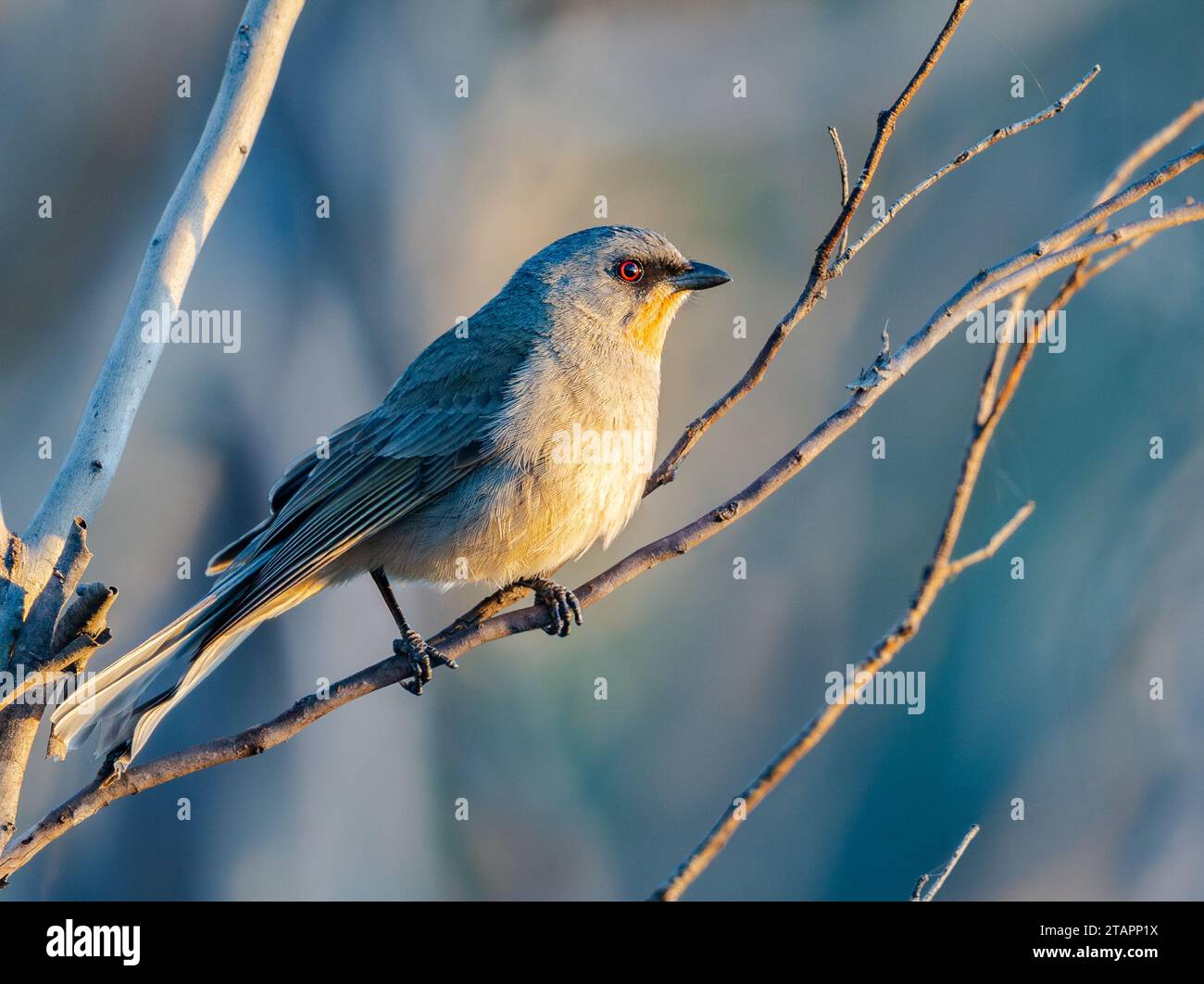 Gilberts whistler hi-res stock photography and images - Alamy