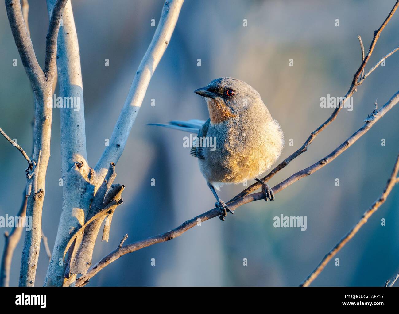 Gilberts whistler hi-res stock photography and images - Alamy