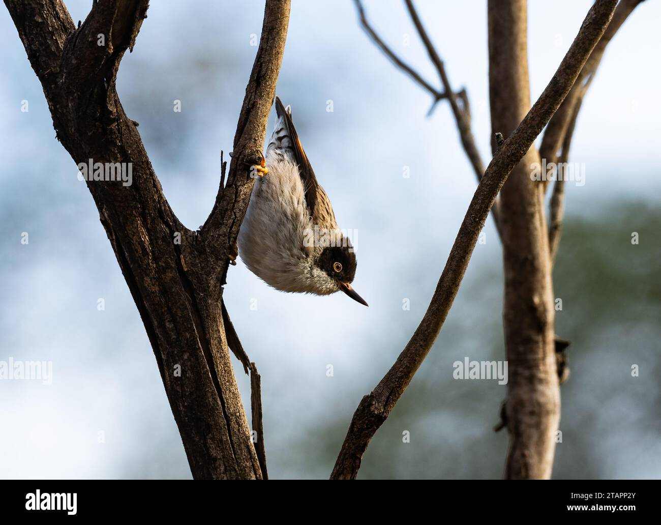 Sittella hi-res stock photography and images - Alamy