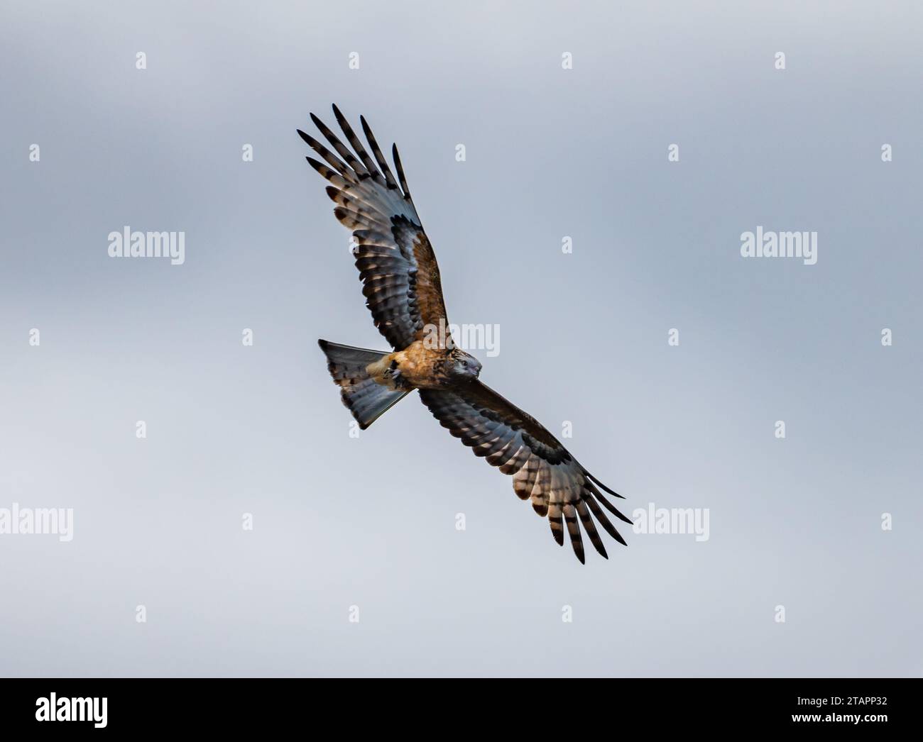 A Square-tailed Kite (Lophoictinia isura) soaring in blue sky. Victoria ...