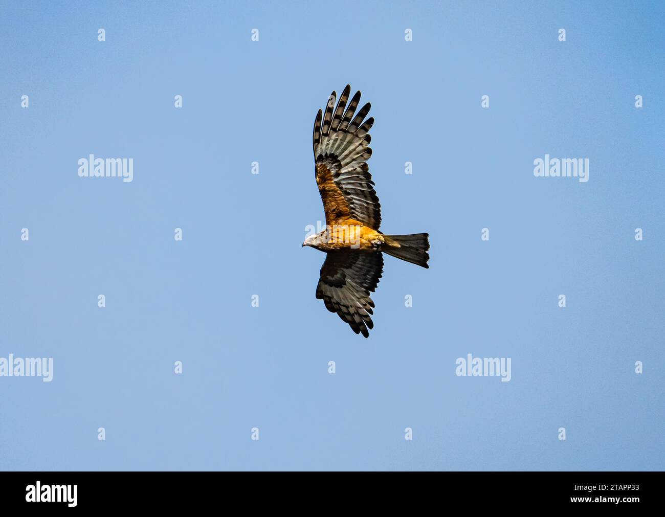 A Square-tailed Kite (Lophoictinia isura) soaring in blue sky. Victoria ...