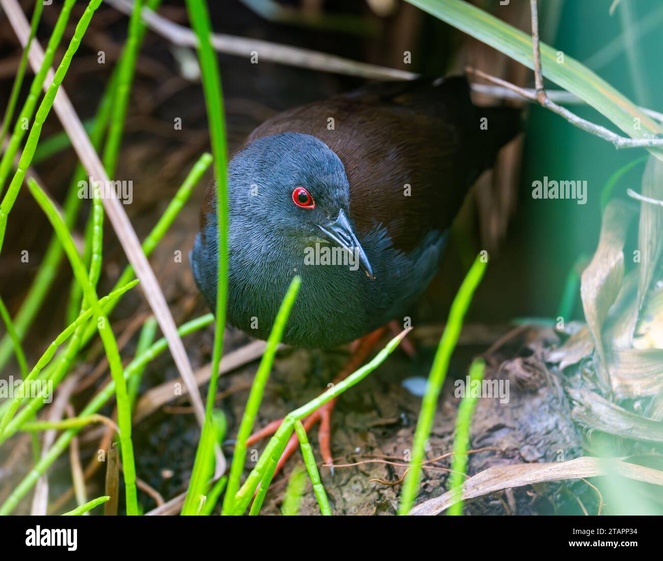 Zapornia tabuensis hi-res stock photography and images - Alamy