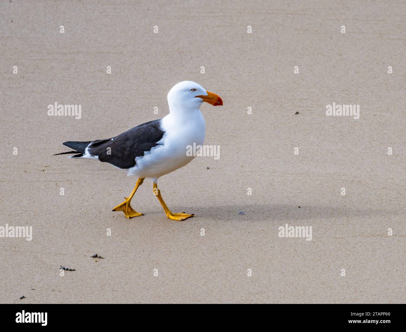 Gull walking beach hi-res stock photography and images - Alamy