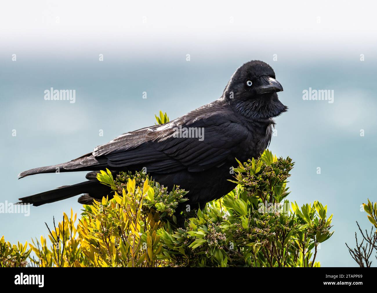 Raven hi-res stock photography and images - Alamy