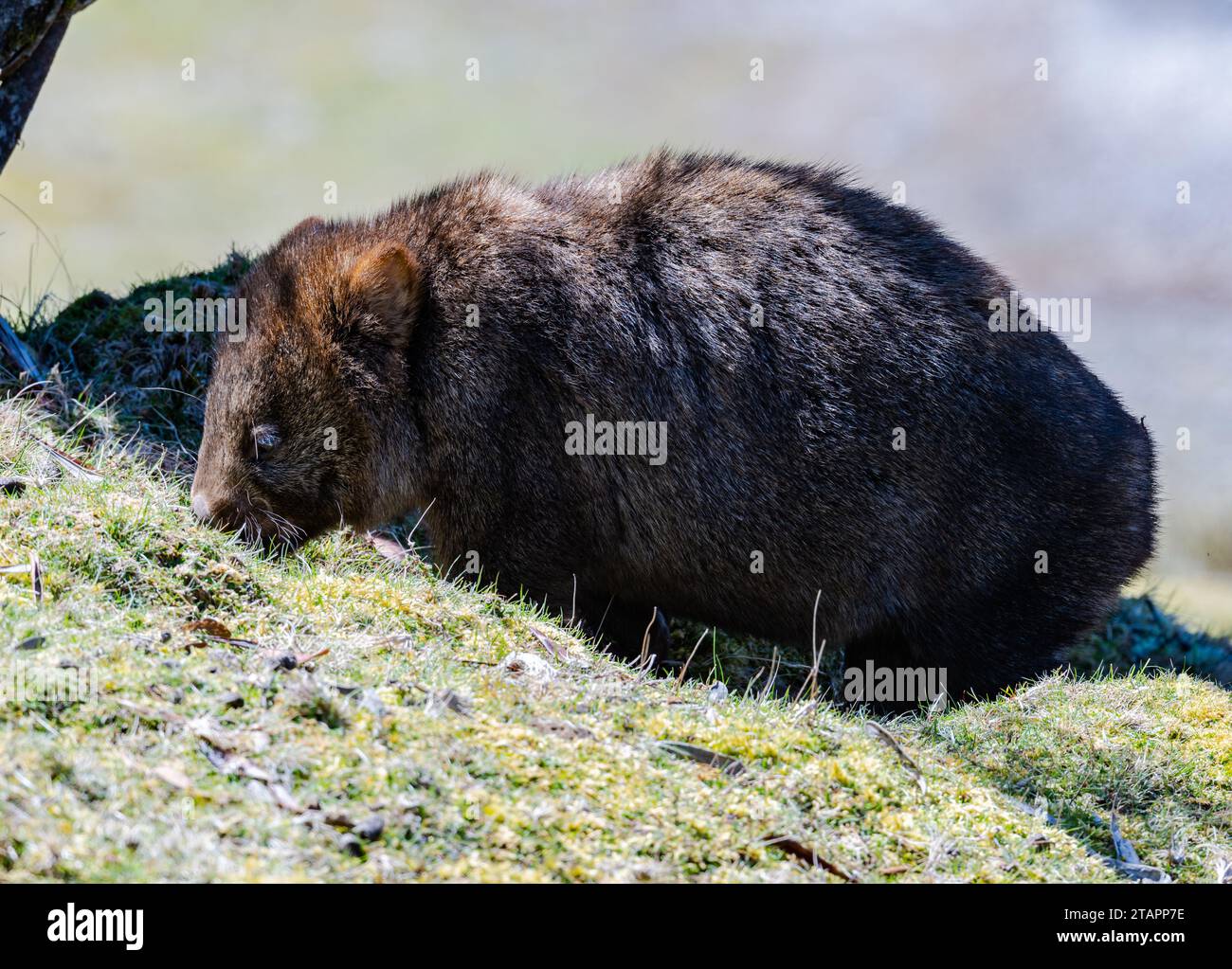 A wild Common Wombat (Vombatus ursinus) foraging on ground. Cradle ...
