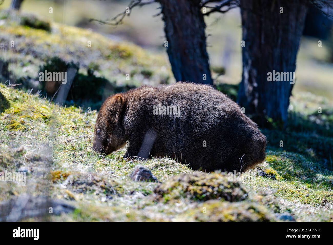 A wild Common Wombat (Vombatus ursinus) foraging on ground. Cradle ...