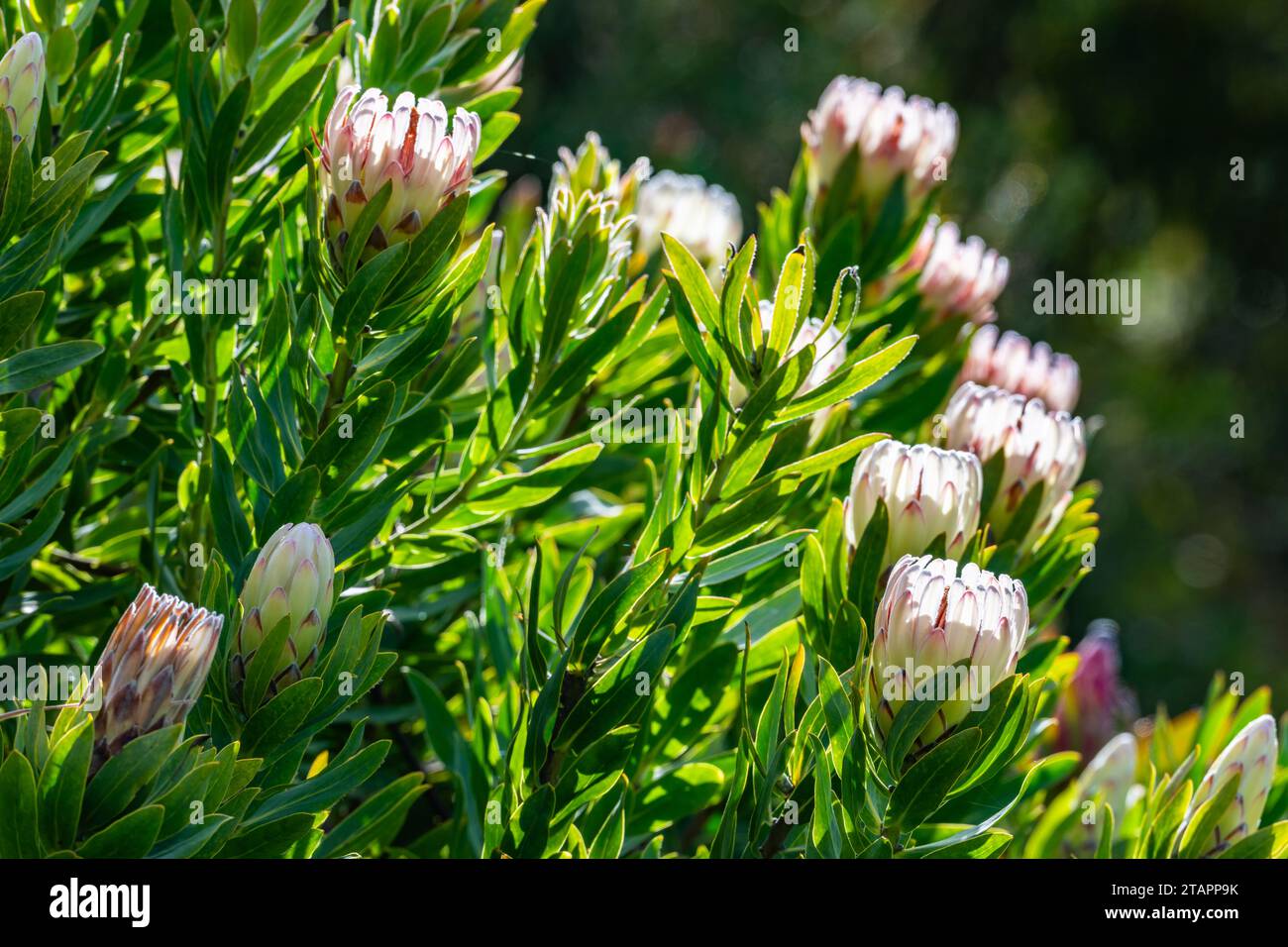 Pink Protea flowers (Protea longifolia). Australia Stock Photo - Alamy