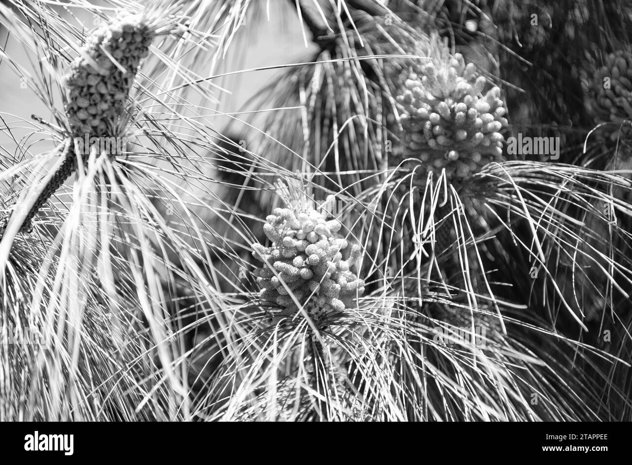 pine pollen in nature. pine pollen in nature outdoor. pine pollen on ...