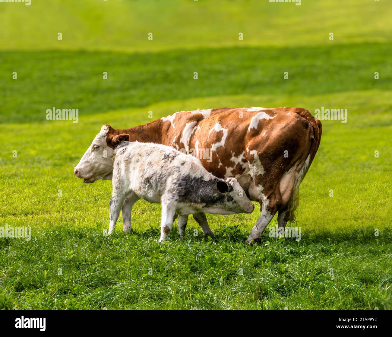 Happy cows hi-res stock photography and images - Alamy