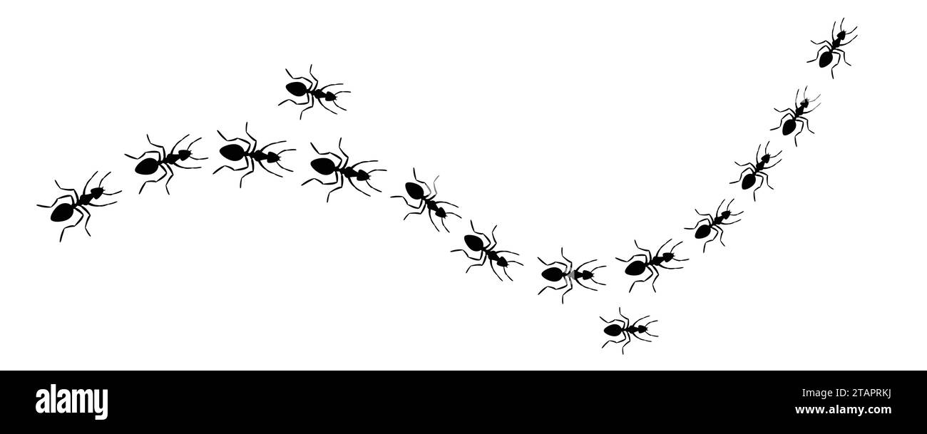 Worker ants trail line flat style design vector illustration isolated ...