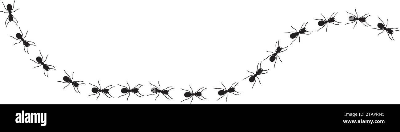 Worker ants trail line flat style design vector illustration isolated on white background. Top ...