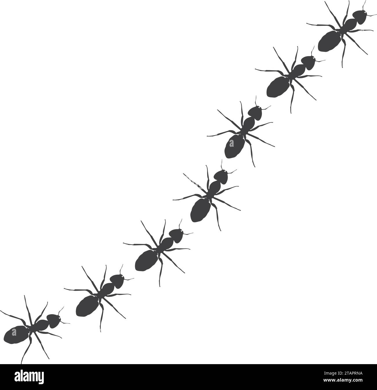 Ants border Black and White Stock Photos & Images - Alamy