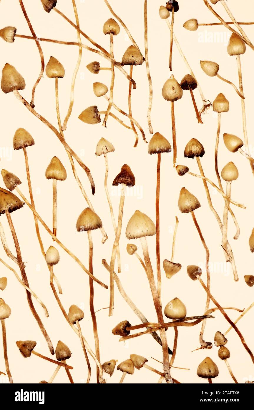 Psilocybe semilanceata 'Liberty Cap' Stock Photo - Alamy