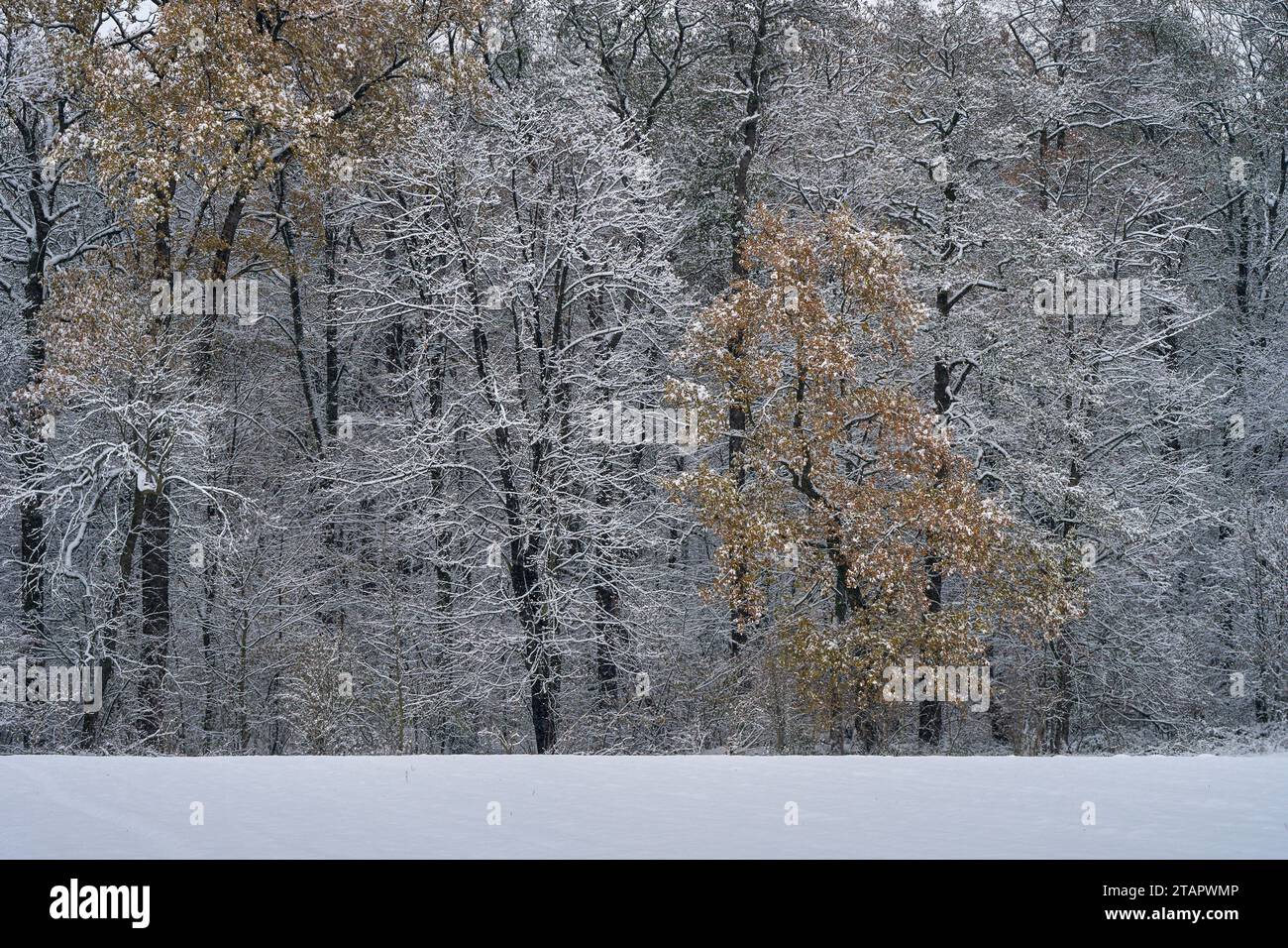 Winter landscape after the first snowfall Stock Photo - Alamy