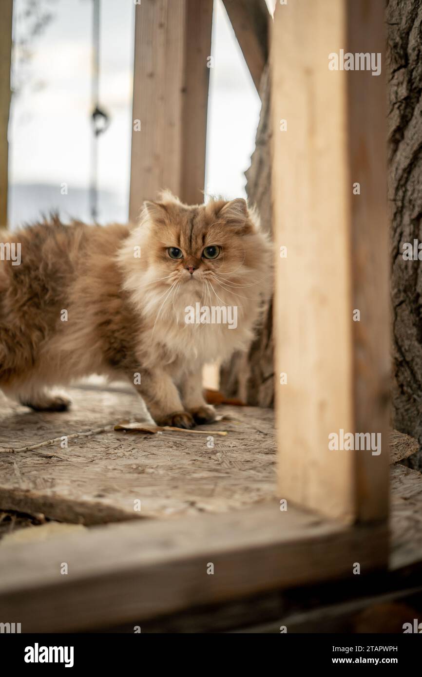 Funny Adorable Silly Flat Faced Exotic Scottish Straight Cat Outside on ...