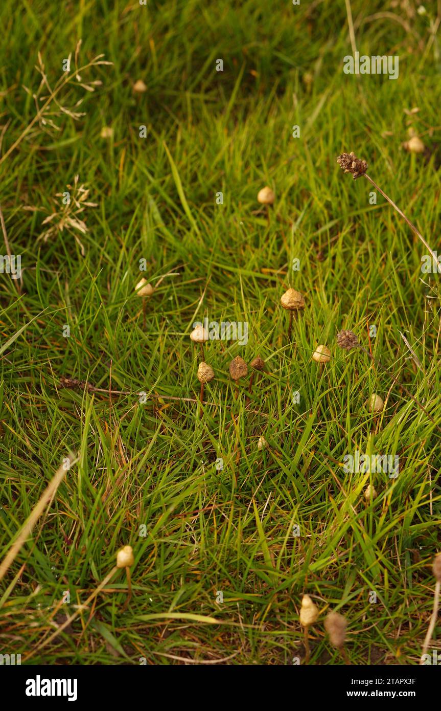 Psilocybe semilanceata 'Liberty Cap' Stock Photo - Alamy