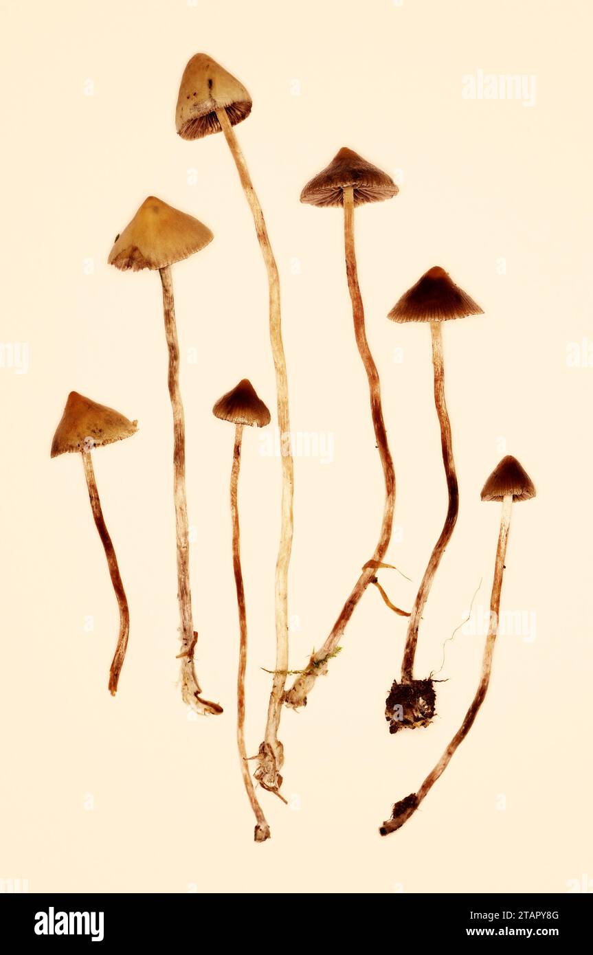 Psilocybe semilanceata 'Liberty Cap' Stock Photo - Alamy