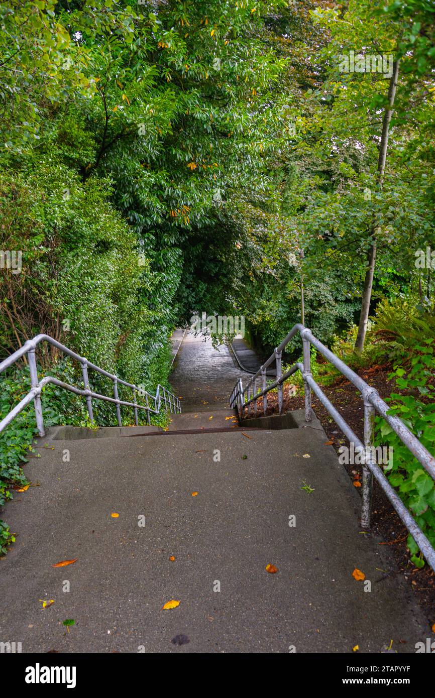 pathway with stairs down thru tree covers walkway Stock Photo - Alamy