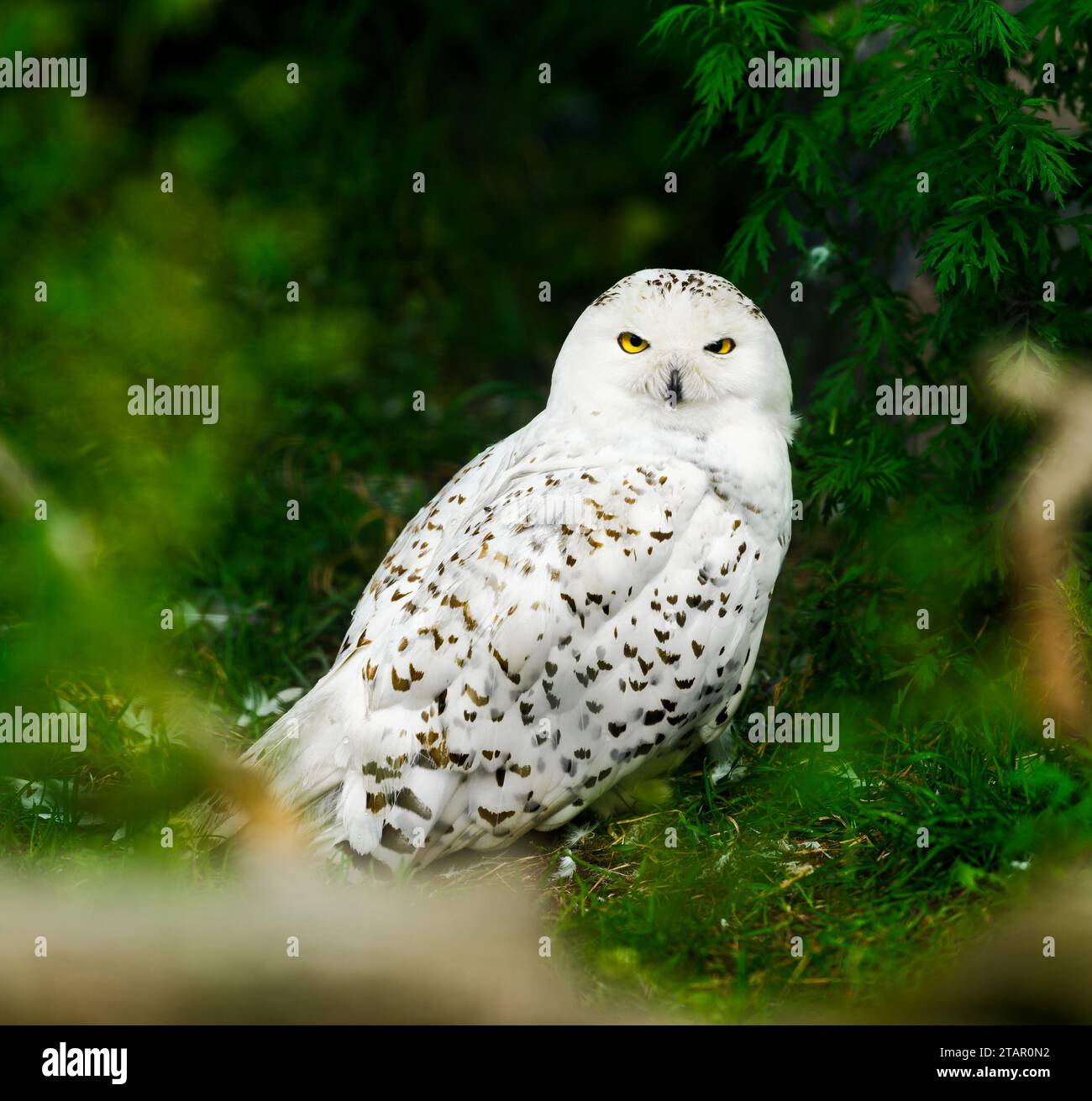 Korkeasaari hi-res stock photography and images - Alamy