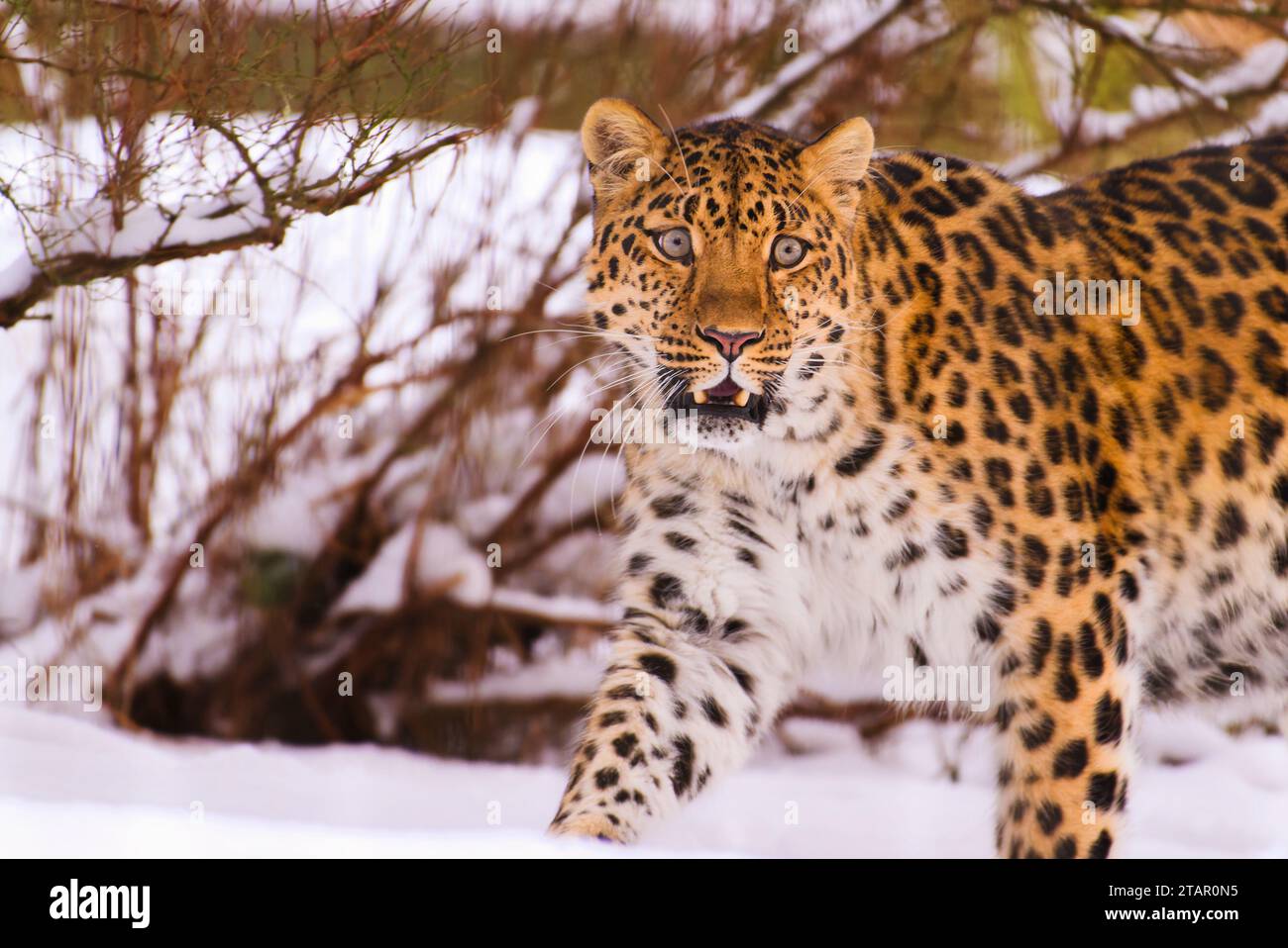 Amur leopard paws hi-res stock photography and images - Alamy