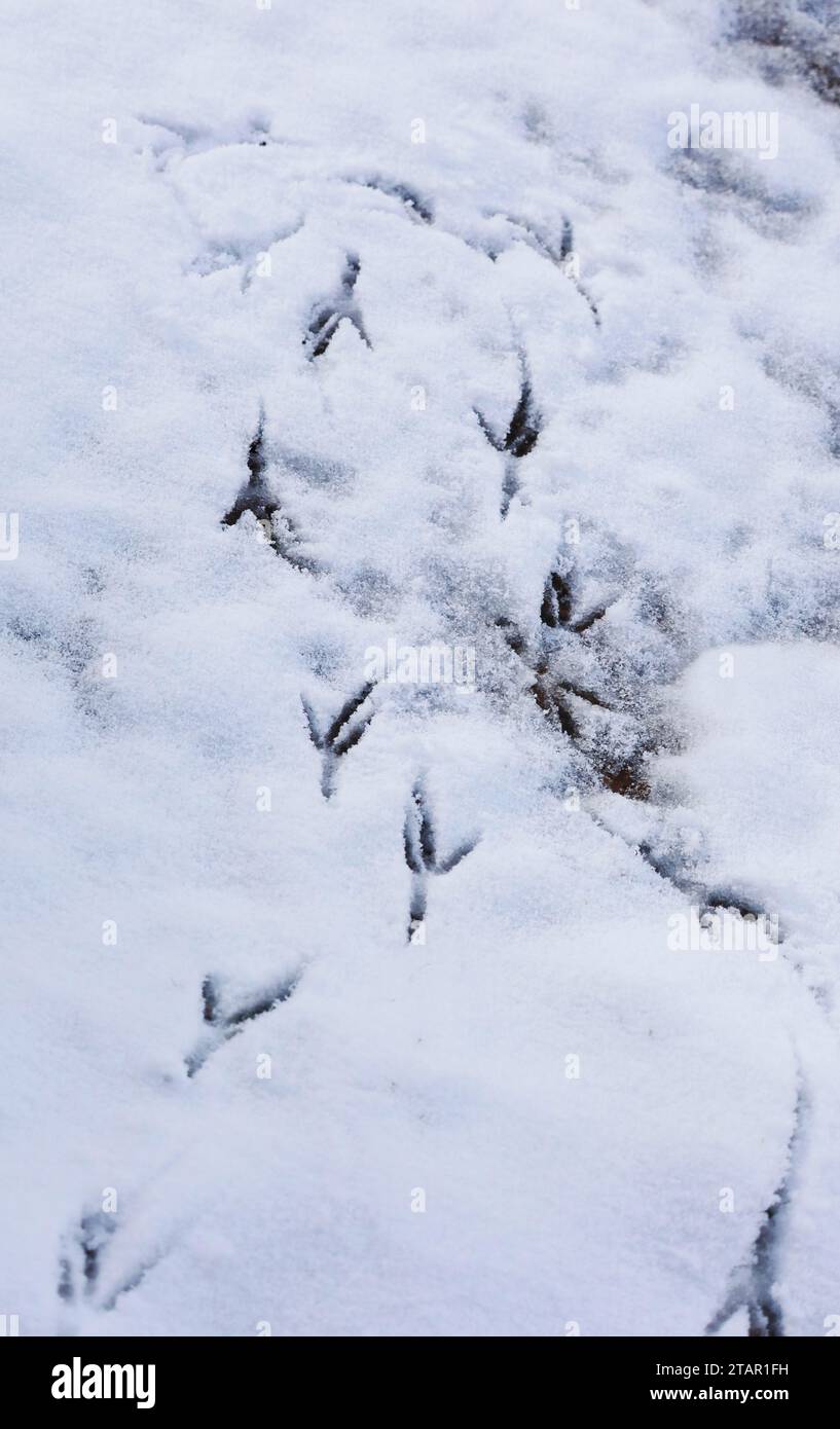 Imprint of bird hi-res stock photography and images - Alamy