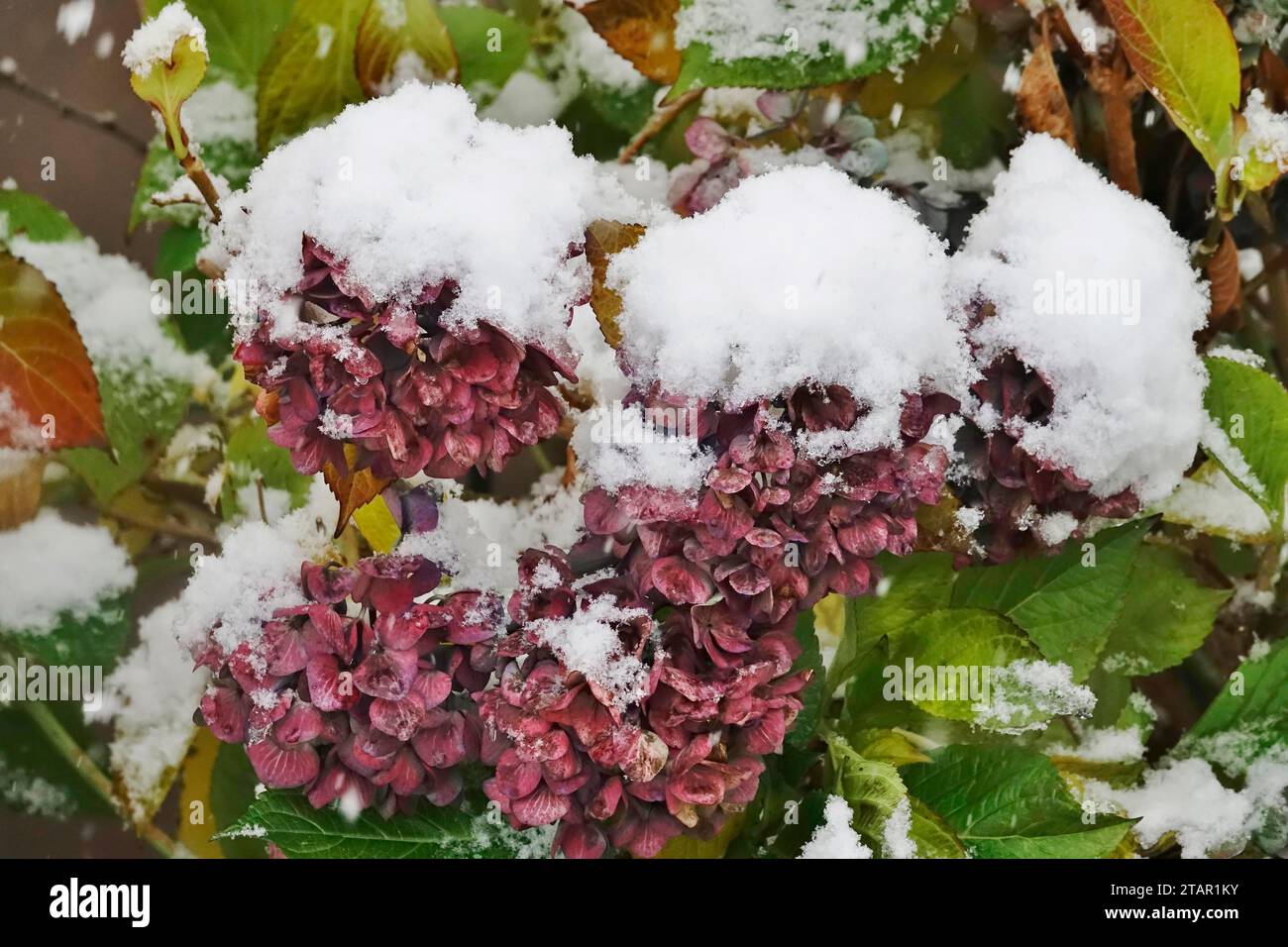 First snow, hydrangeas, Germany Stock Photo - Alamy