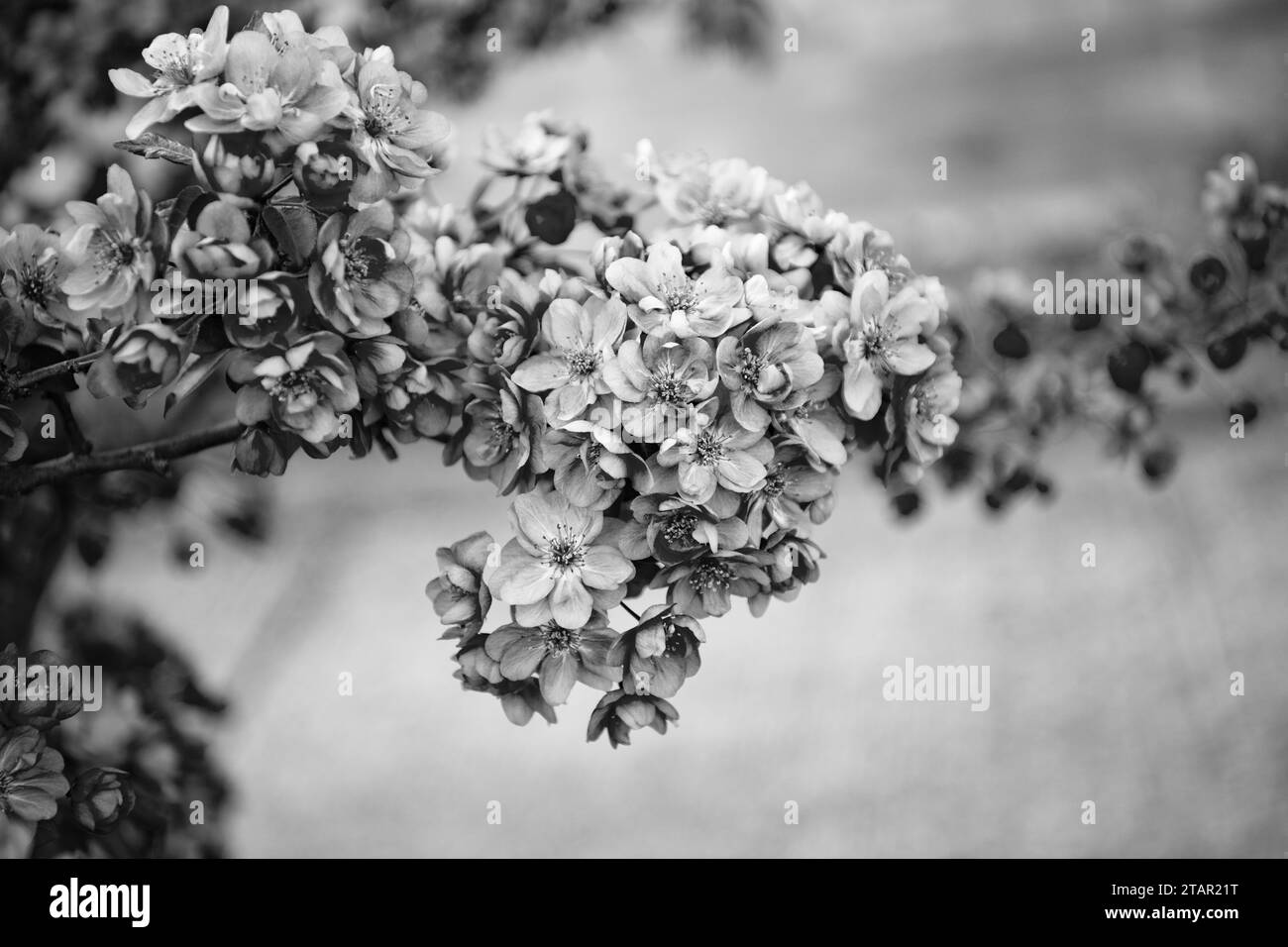 cherry sakura blooming in nature on branch. nature photo of spring ...