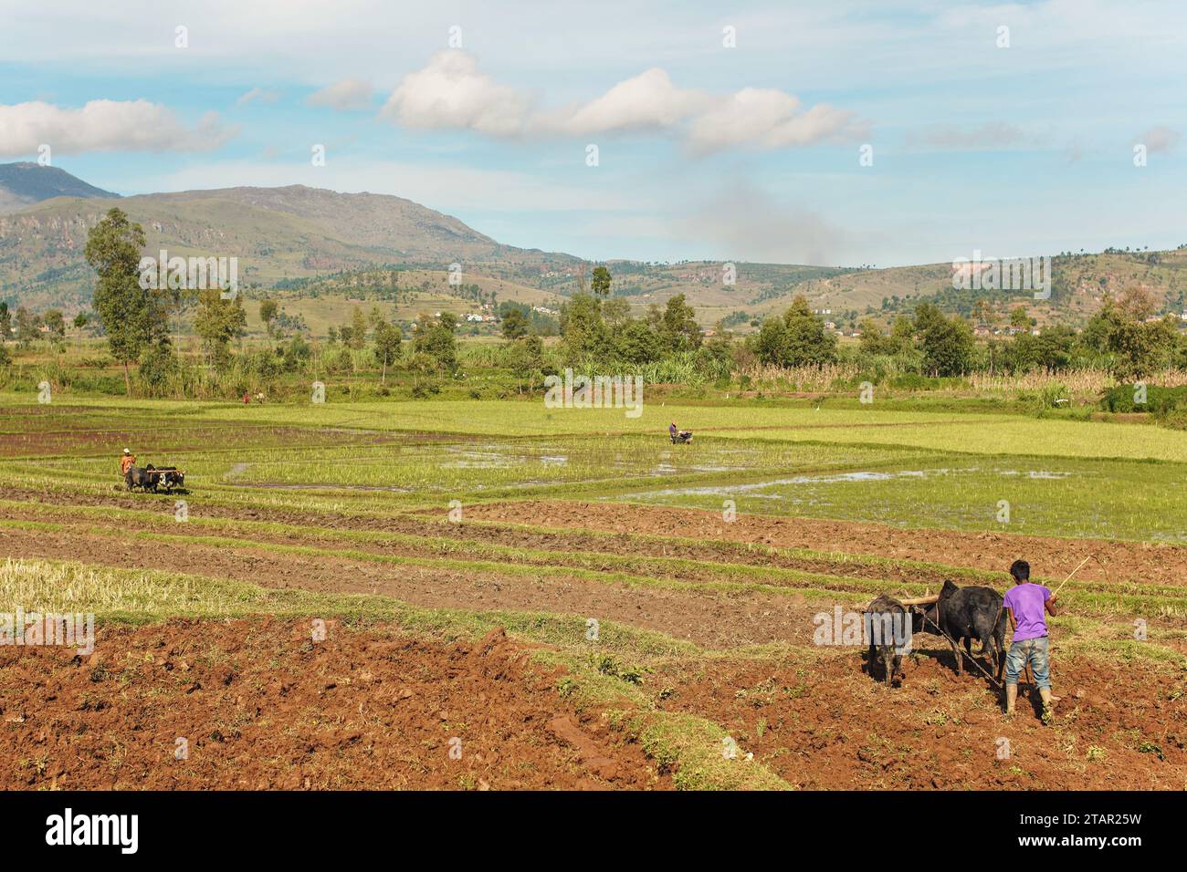 Wet rice cultivation hi-res stock photography and images - Alamy