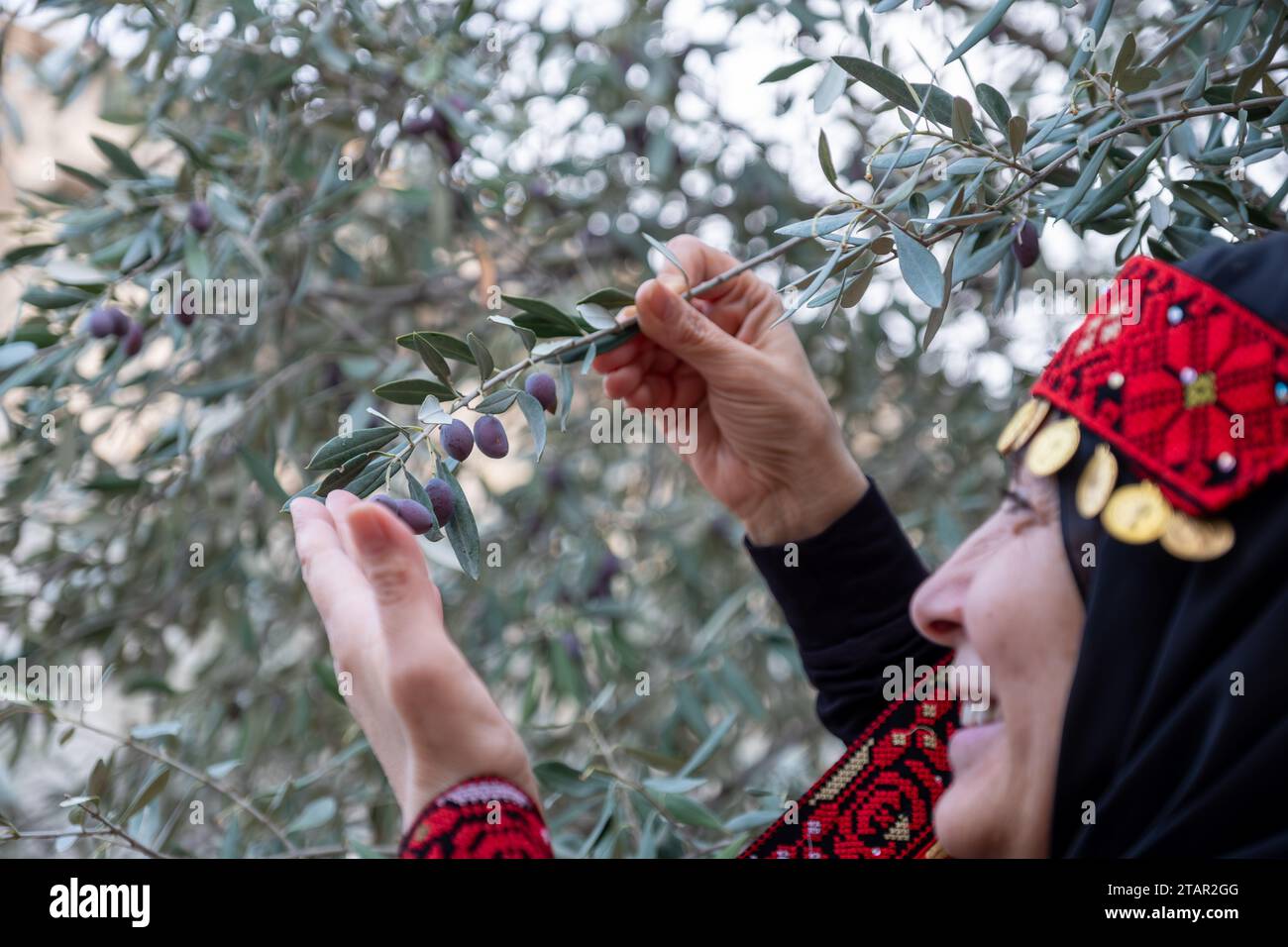 Portrait Of woman wearing palestinian traditional clothes in olive ...