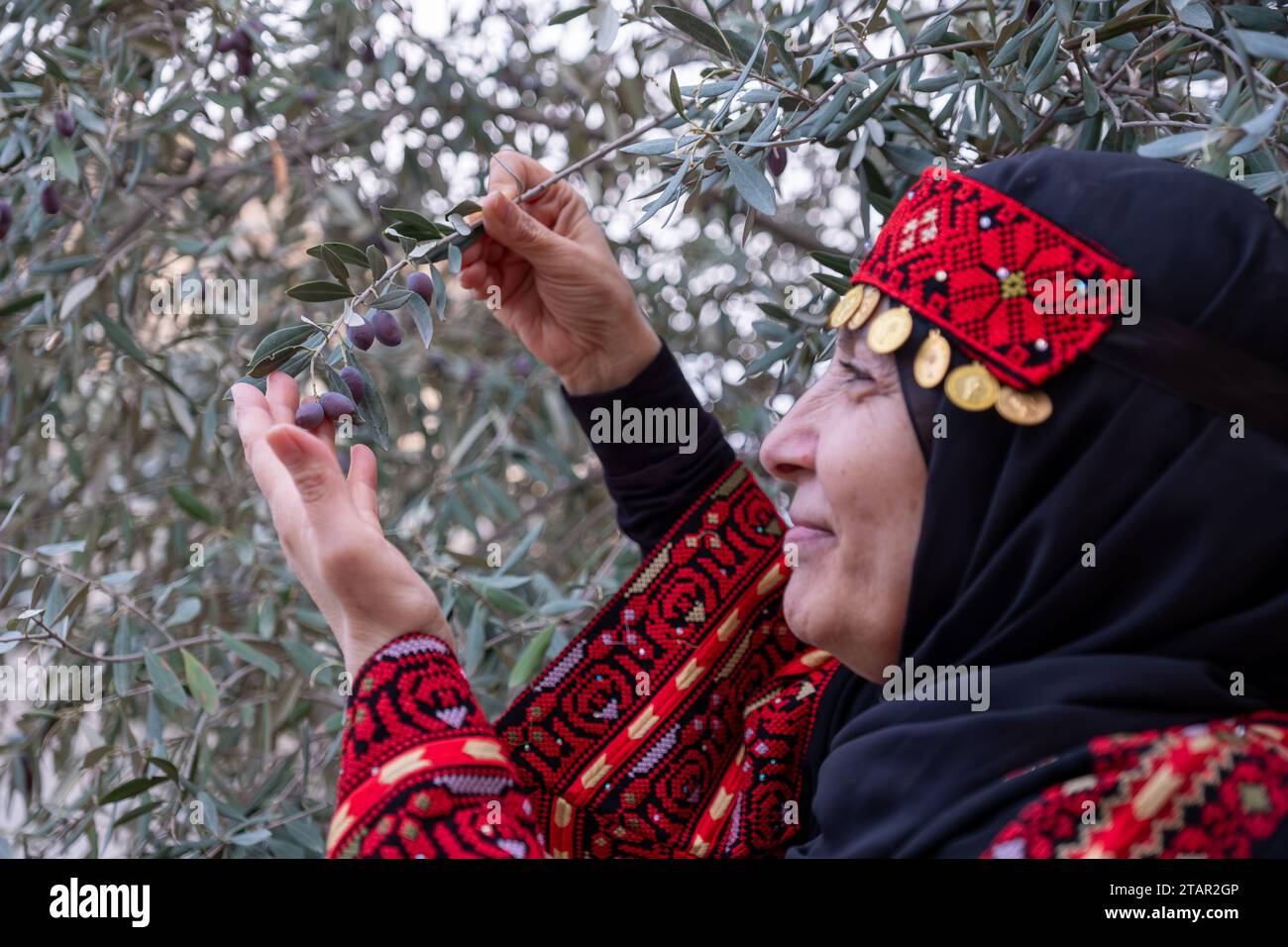 Portrait Of woman wearing palestinian traditional clothes in olive ...
