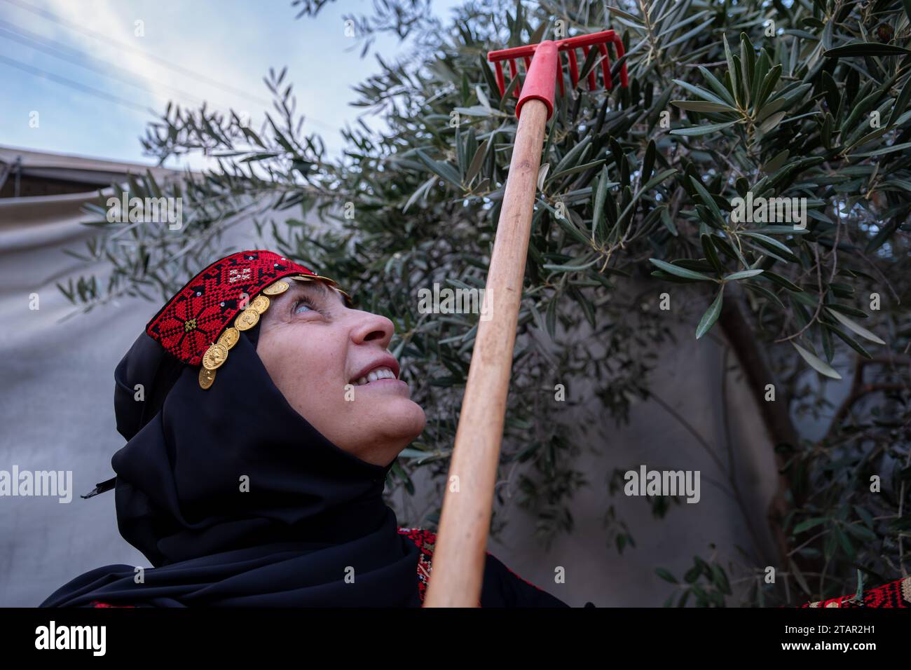 Palestinian female collecting olive from tree wearing traditional ...