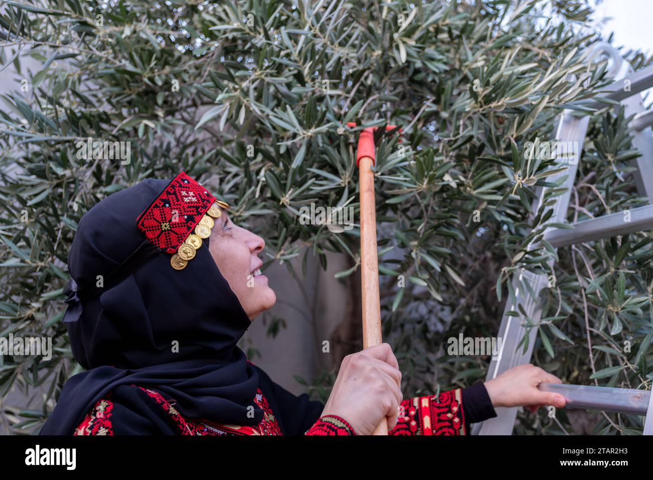 Palestinian female collecting olive from tree wearing traditional ...