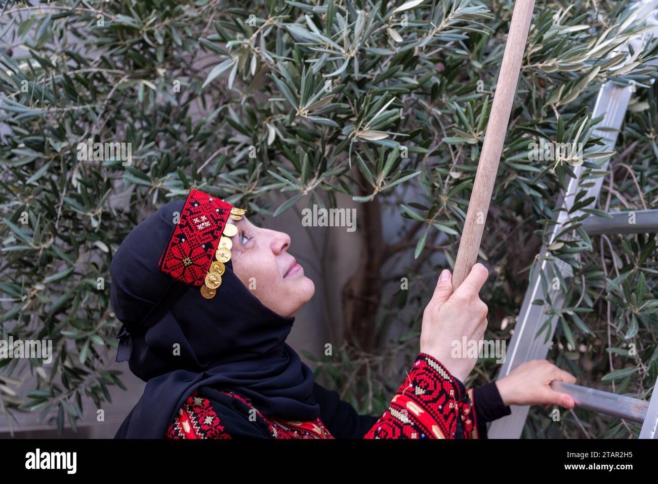 Palestinian female collecting olive from tree wearing traditional ...