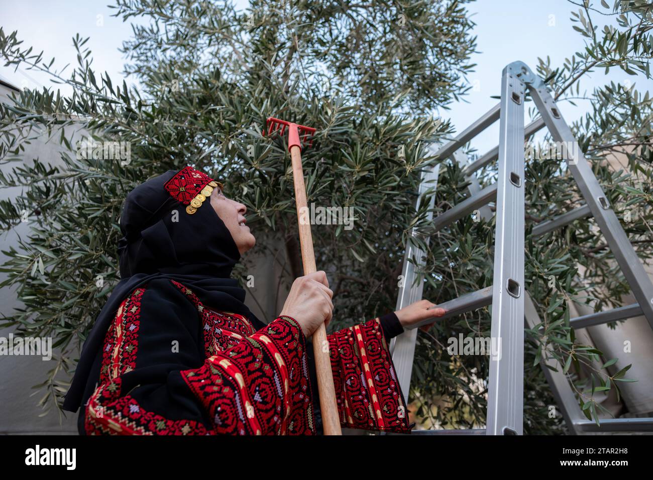 Palestinian tree hi-res stock photography and images - Alamy