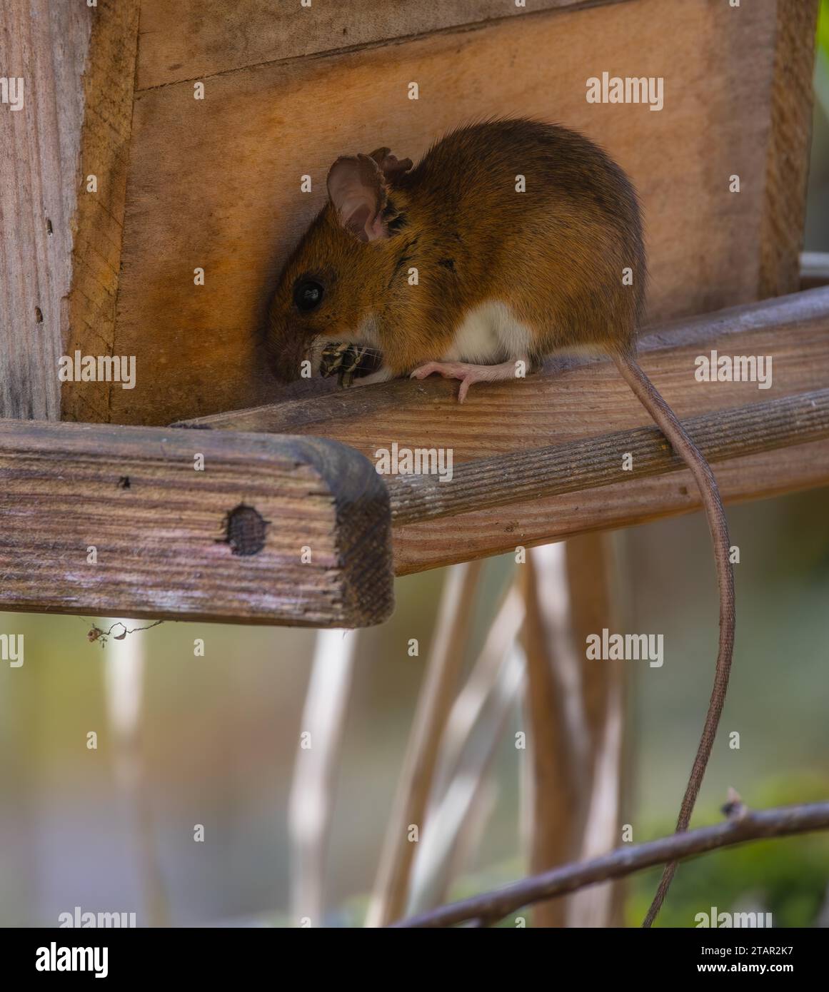 Yellow-necked mouse (Apodemus flavicollis) feeding birds Stock Photo ...