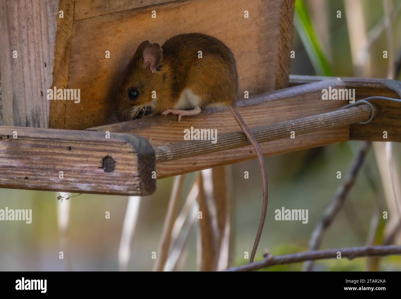 Yellow-necked mouse (Apodemus flavicollis) feeding birds Stock Photo ...