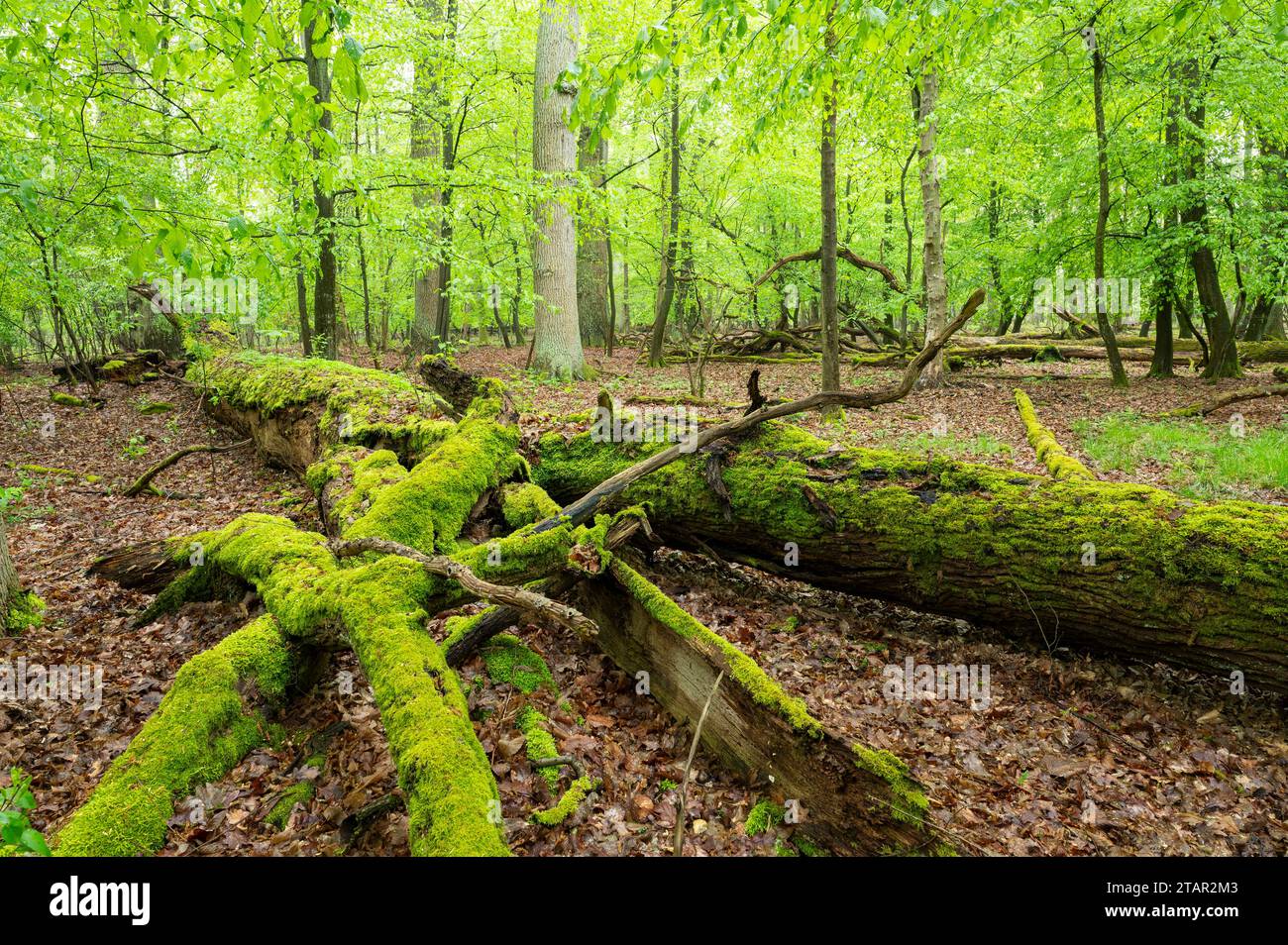 Near-natural deciduous forest, moss-covered deadwood, in spring ...