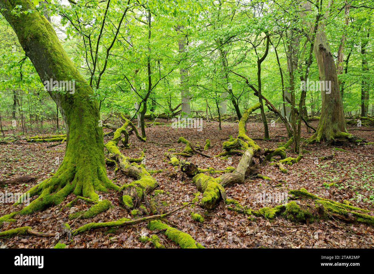 Near-natural deciduous forest, moss-covered deadwood, in spring ...