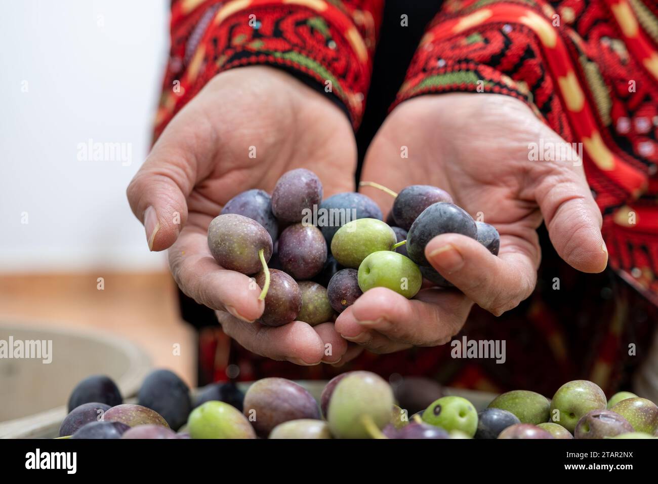 Palestinian female holding heep of olives in her hands Stock Photo - Alamy