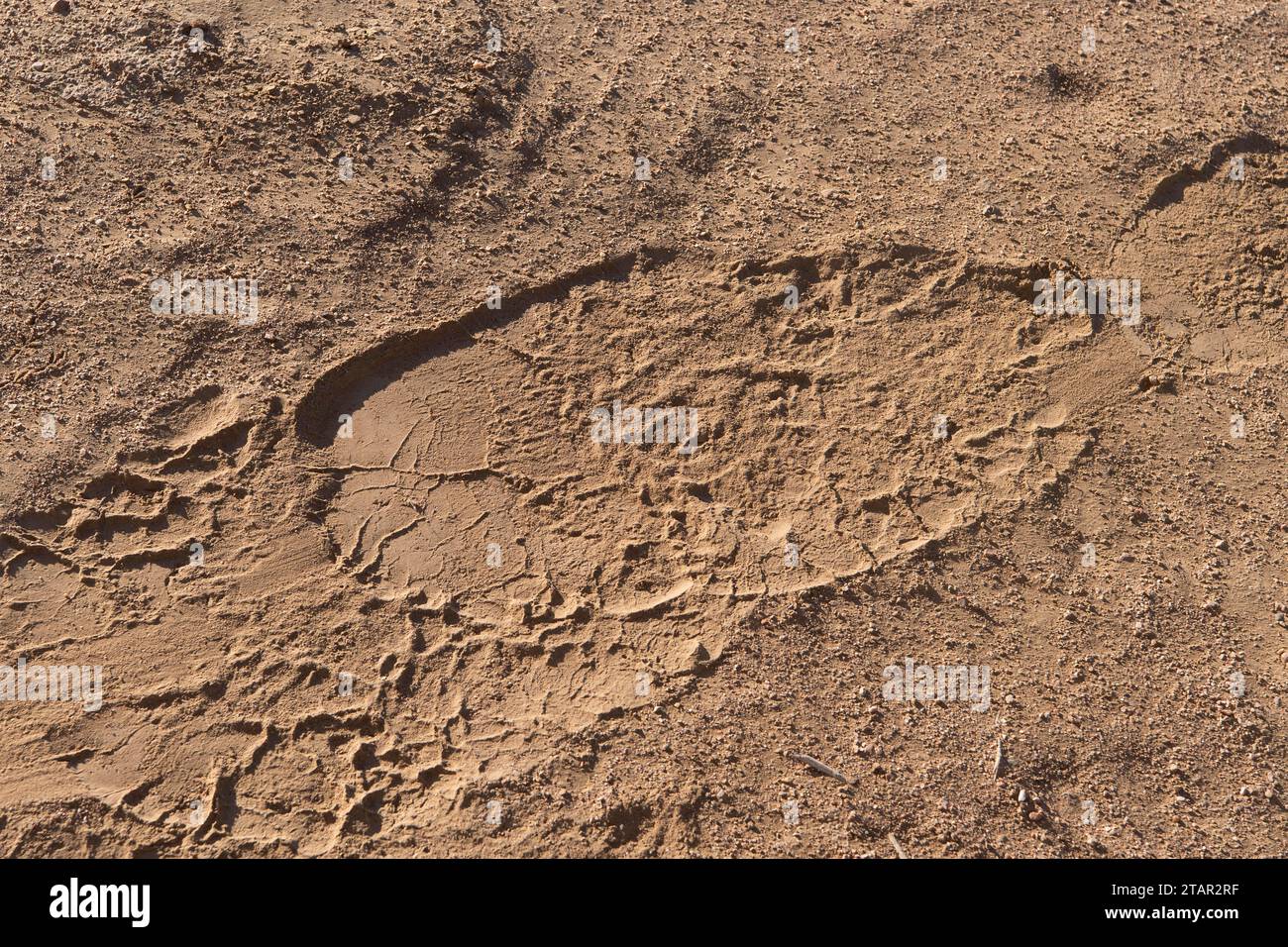 Elephant footprint hi-res stock photography and images - Alamy