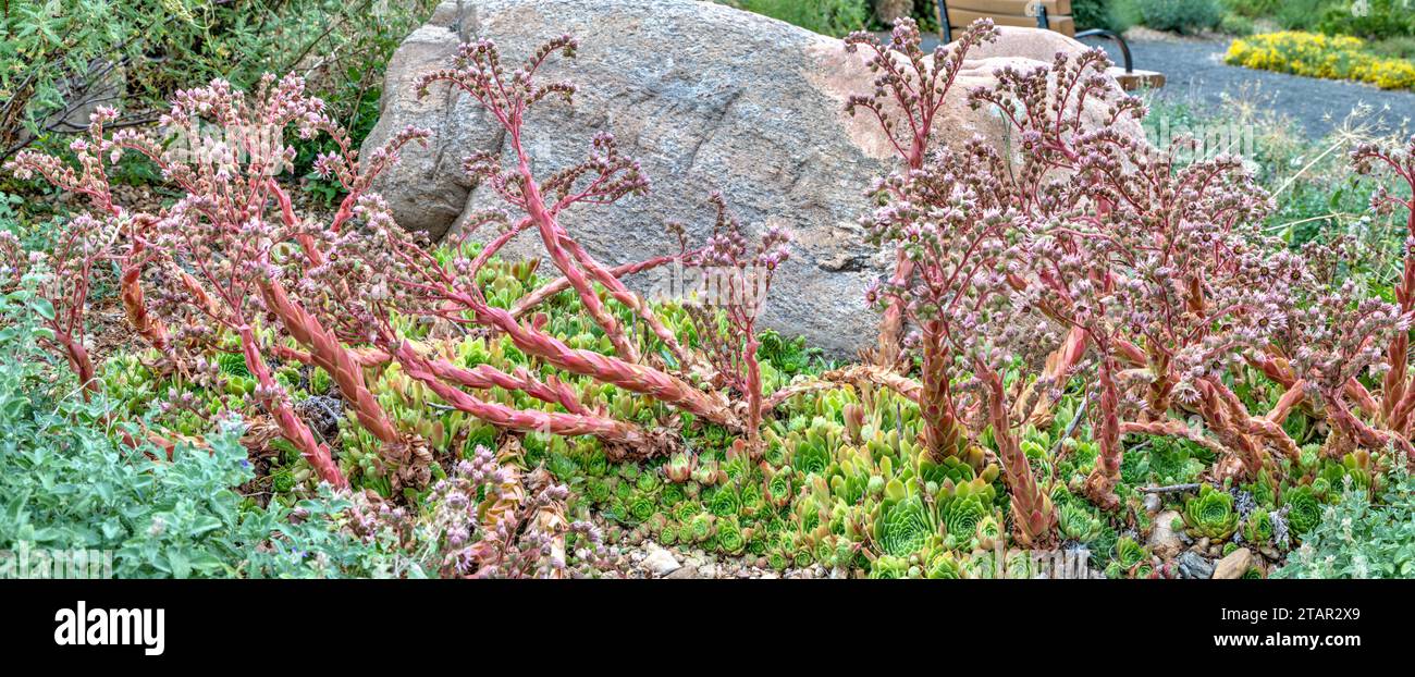 A well established Hens and Chick plant is in full bloom Stock Photo ...